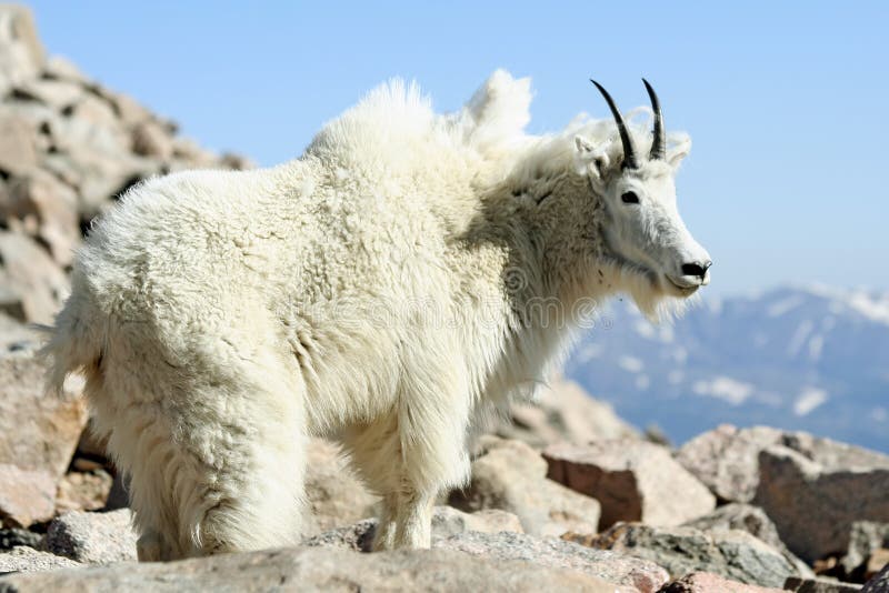 Berggeit Met Grote Hoorns En Een Koppel Apen Op De Rotsen. Stock ...