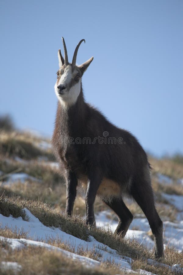 De geit van de berg stock foto. Image of wild, nave, berg - 19084328