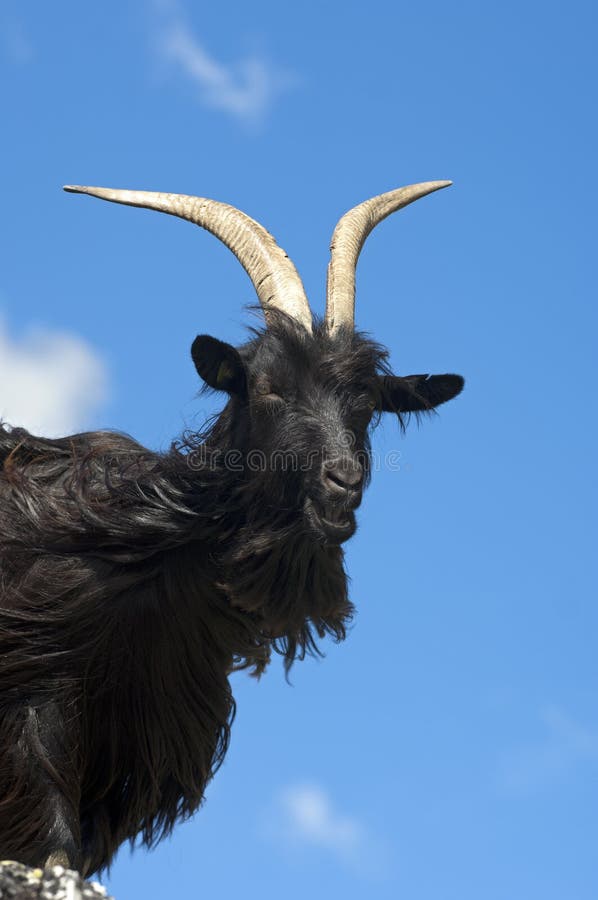 Steenbok stock afbeelding. Image of geit, bergachtig - 25772169