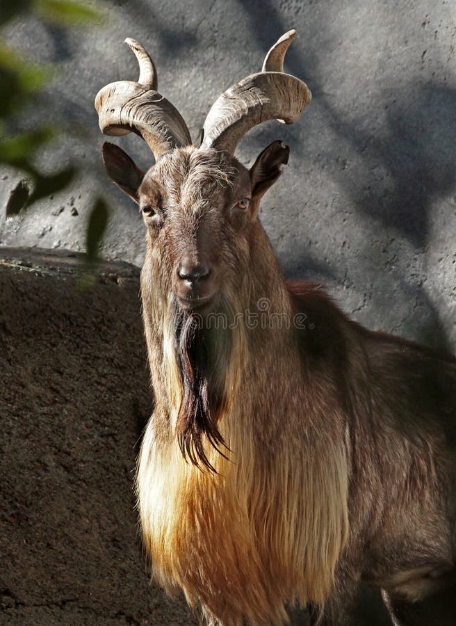 Steenbok stock afbeelding. Image of hoogte, kubus, hoef - 46817153