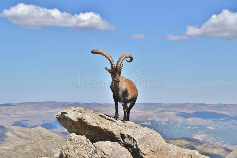 Geit Populair Dier In De Eilanden Van Griekenland, Geit, Wilde Geit ...