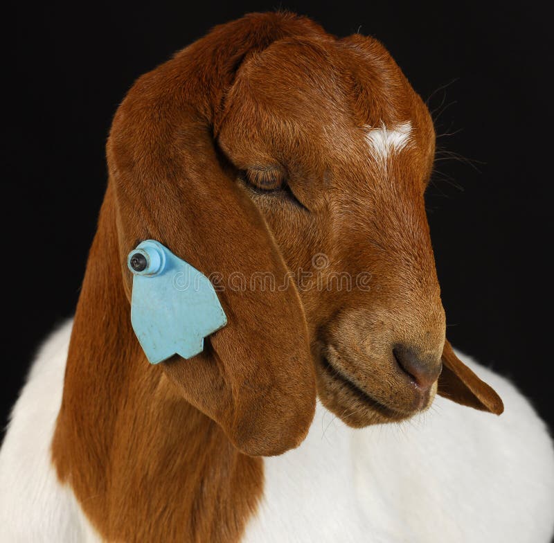 De geit van het vlees stock foto. Image of achtergrond - 15616604