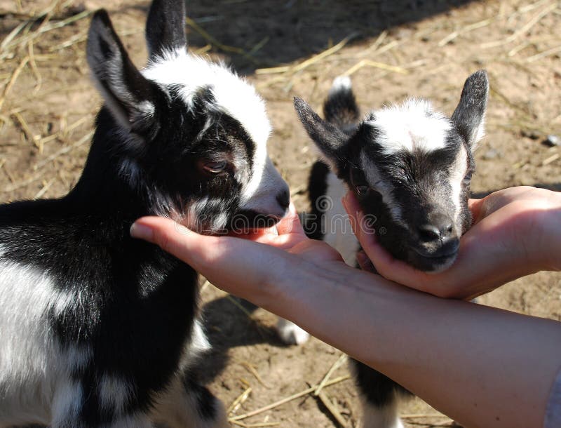 Een Troep Van Geiten En Schapen Stock Afbeelding - Image of moeras ...