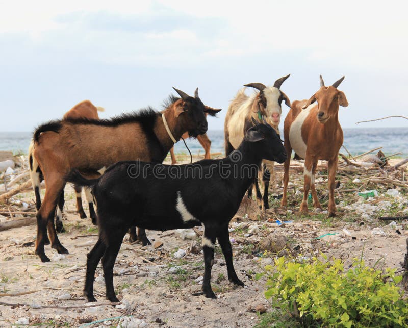 De ezel van Cyprus stock foto. Image of bestemming, schat - 40813830