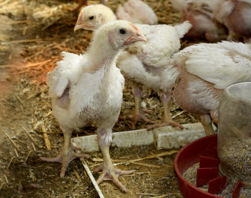 Witte Kip En Kleine Leuke Kippen In De Kooi Stock Foto - Afbeelding ...