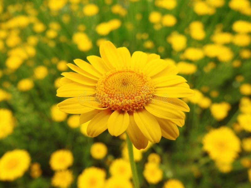 De Gele Bloem Van De Margriet Stock Afbeelding - Image of stamper ...