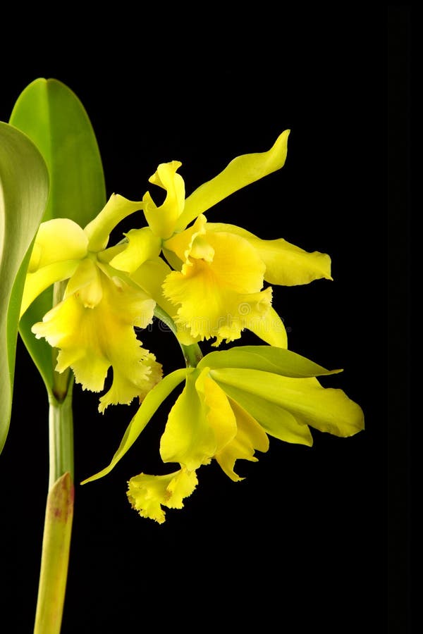 Gele Orchidee stock afbeelding. Image of mooi, leven - 16310385