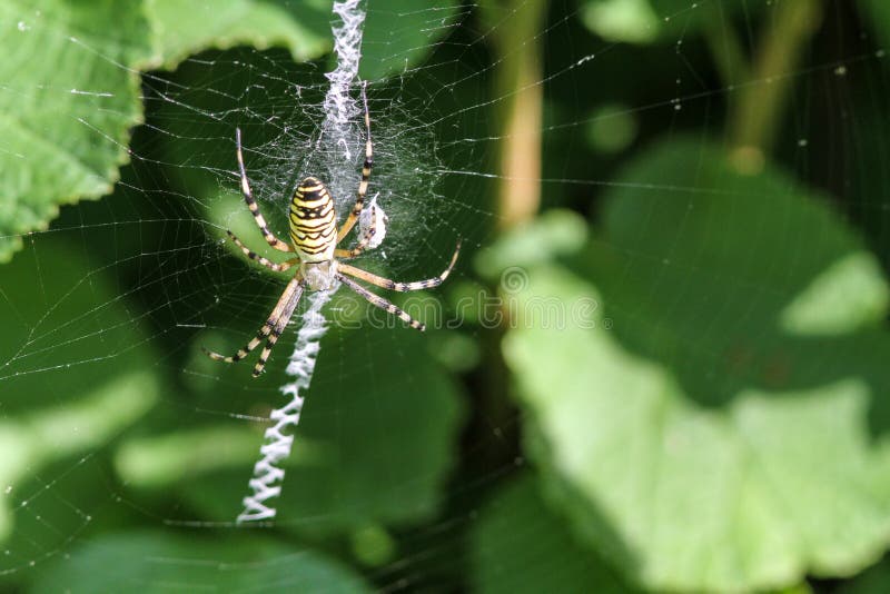 De gele en zwarte spin stock afbeelding. Image of beet - 43372851