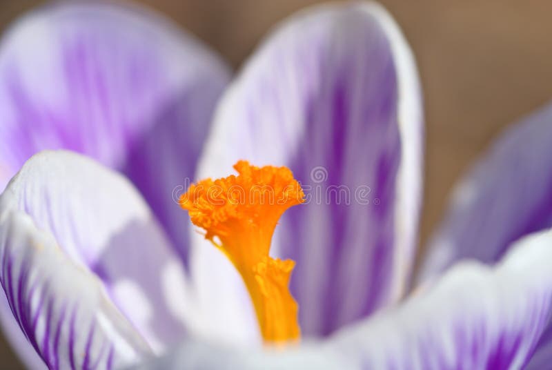 De Gele Krokus Van De Stamper Stock Foto - Image of stamper, macro ...