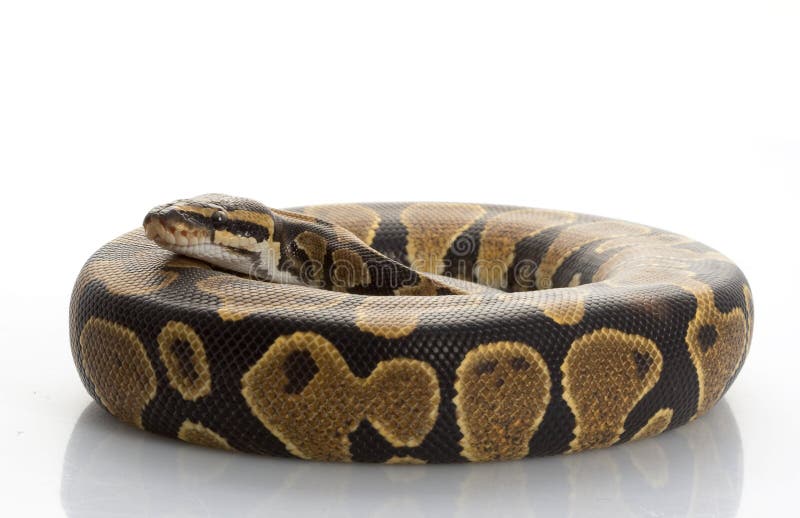 De Gele Python Van De Buikbal Stock Foto - Image of roofdier, genetisch ...