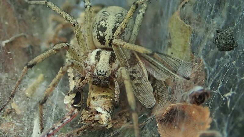 De Gele Spin Die Van Het Trechterweb Het Sap Van Een Insect, Dichter ...