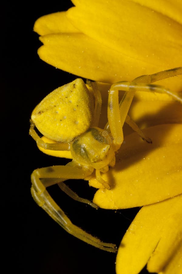 De gele Spin van de Krab stock foto. Image of dier, sluit - 16204862