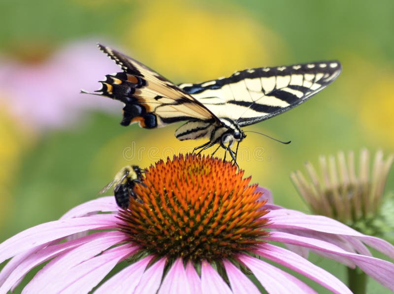 Gele Vlinder Op Bloem Met Open Plek Bacground Stock Foto - Image of ...