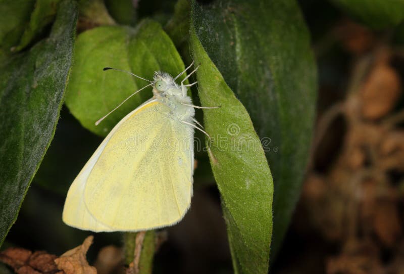 De Gele Vlinder Van Pieris Brassicae Stock Foto - Image of weinig ...