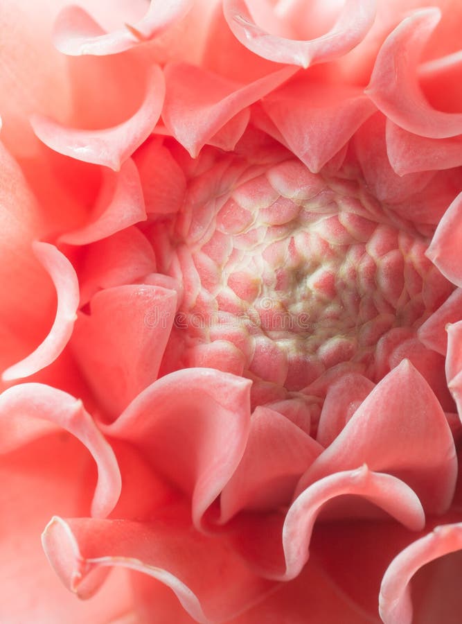 De Roze Gember Van De Toorts, Etlingera Elatior Stock Afbeelding ...