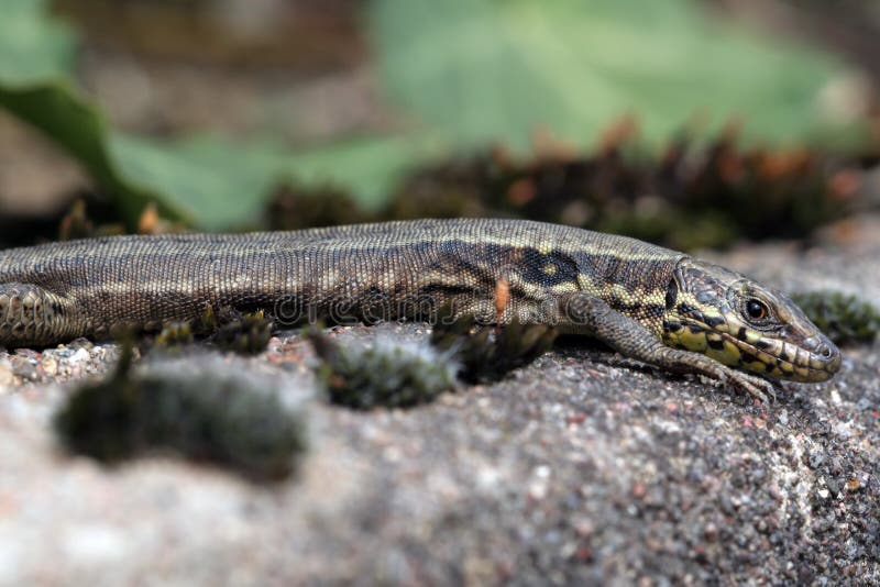De Gemeenschappelijke Hagedis Van De Muur Stock Afbeelding - Image of ...