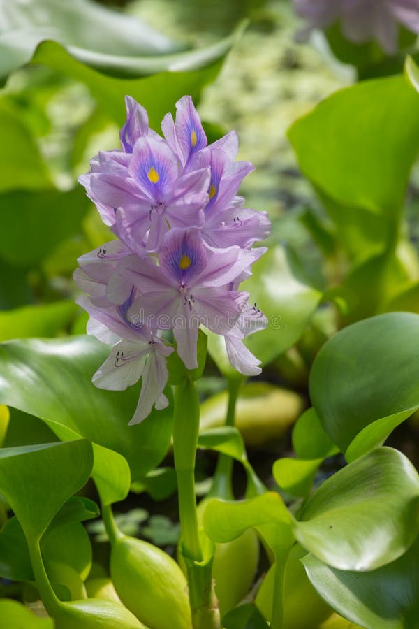 De Waterplant Van De Waterhyacint Stock Afbeelding - Afbeelding ...