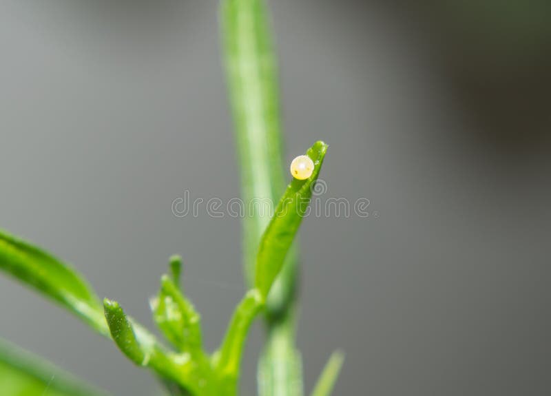 Vlinder Die Van Gemeenschappelijke Kalkspecies Op Wilde Bloemen Voeden ...