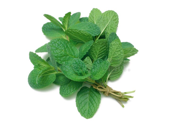 De Gemeenschappelijke Munt Van De Reeks Van Het Kruid Stock Afbeelding ...