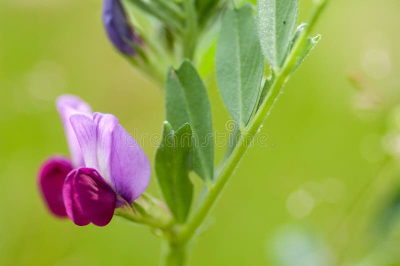 De Gemeenschappelijke Wikke Van Het Installatieportret Stock Afbeelding ...
