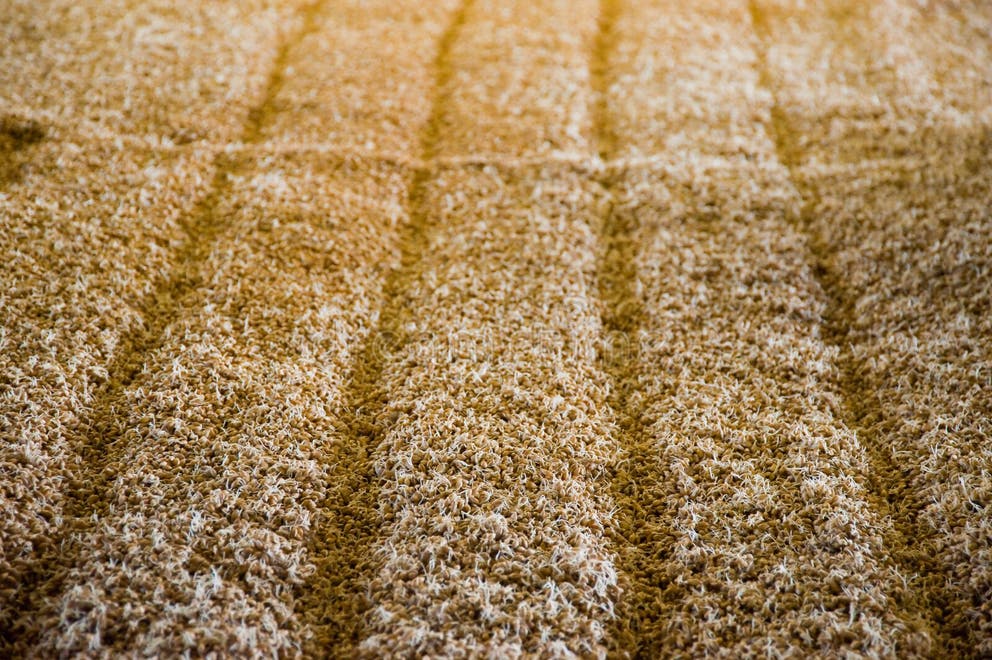 De gerst van het mouten stock foto. Image of gouden, vloer - 11311708