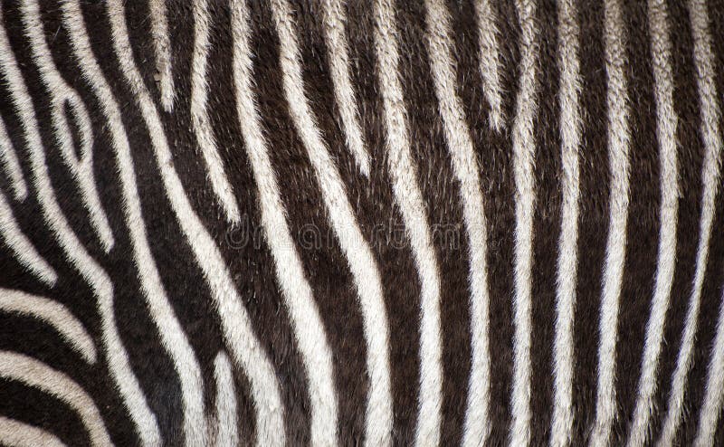 Witte Het Bont Polaire Vos Van De Textuur Stock Afbeelding - Image of ...