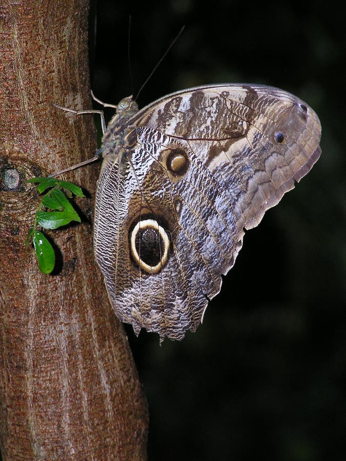 De Getaande Vlinder Van De Uil Stock Foto - Image of bruin, smerig: 148614