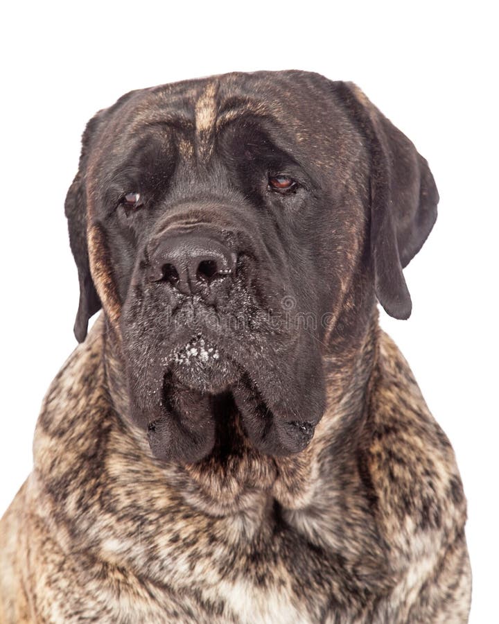 Engels Mastiff pup stock afbeelding. Image of stier, honds - 1646913