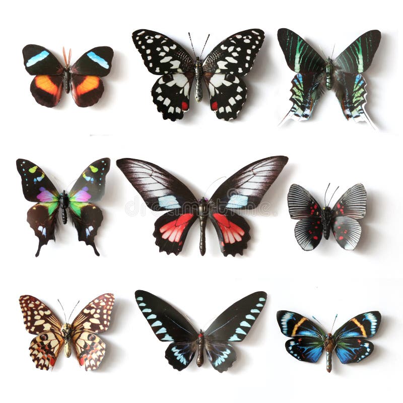 Opgezette Insecten Vlinderscollectie Stock Afbeelding - Image of ...