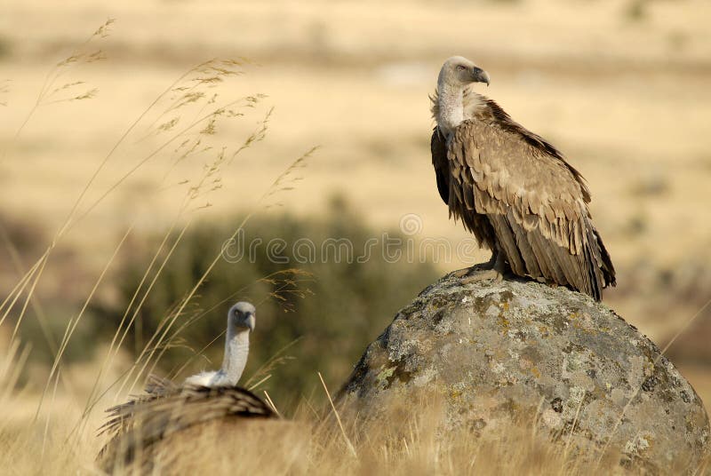 De Gieren Van Griffon Het Stellen Stock Afbeelding - Image of dier ...