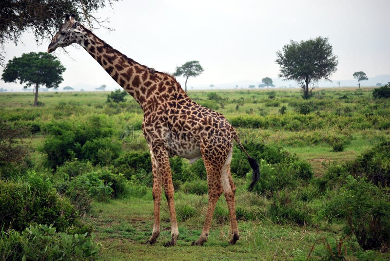 De Giraf Die Boom Eet Gaat Weg Stock Foto - Image of zoogdier ...