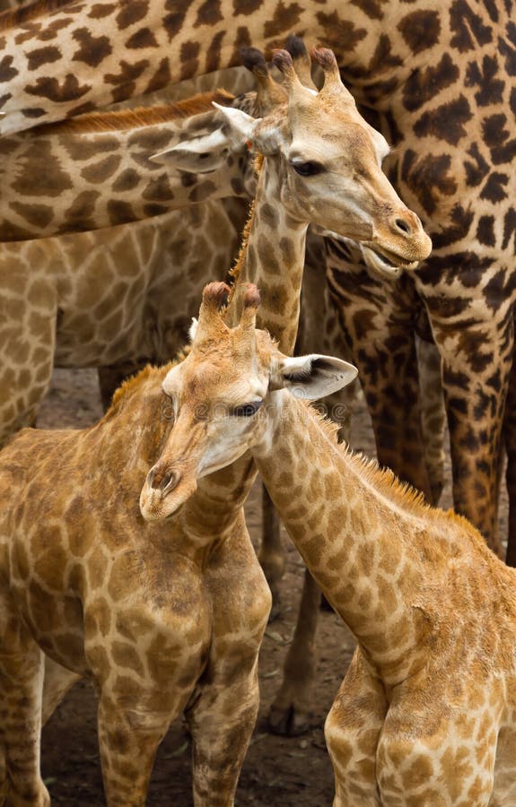 De giraf van de baby stock foto. Image of sluit, giraf - 25248734