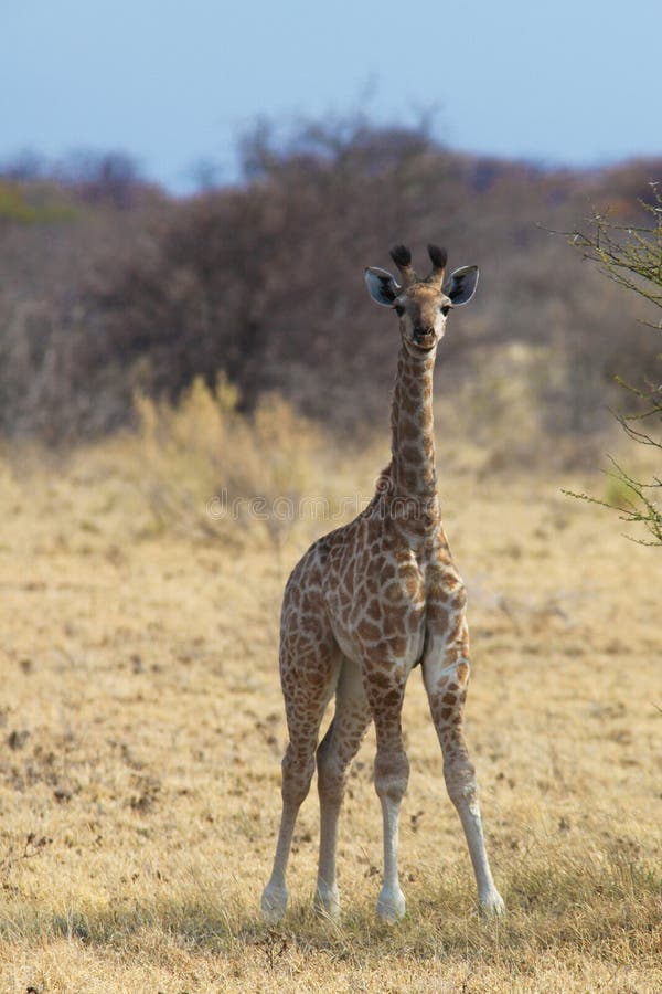 De Giraf Van De Baby in Afrika Stock Foto - Image of giraf, baby: 24008618