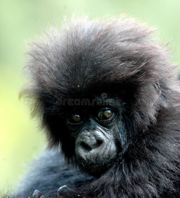 De gorilla van de baby stock afbeelding. Image of verward - 6995549