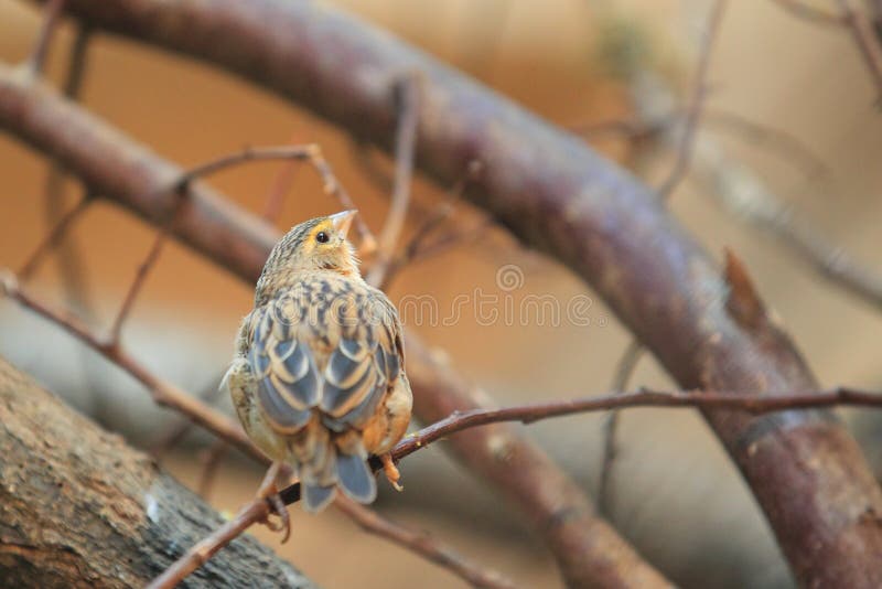 Goudmus Van Soedan, Passer Luteus, in Een Struik Stock Foto - Image of ...