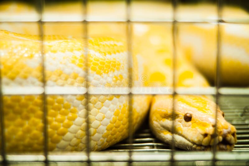 De Gouden Python Van De Albino Stock Afbeelding - Image of wild ...