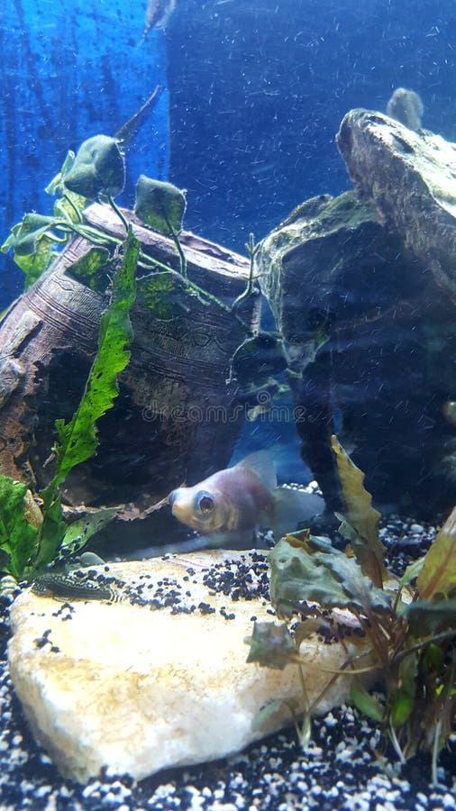 Mijn Aquarium Met De Goudvis Van De Sluierstaart Stock Foto - Image of ...