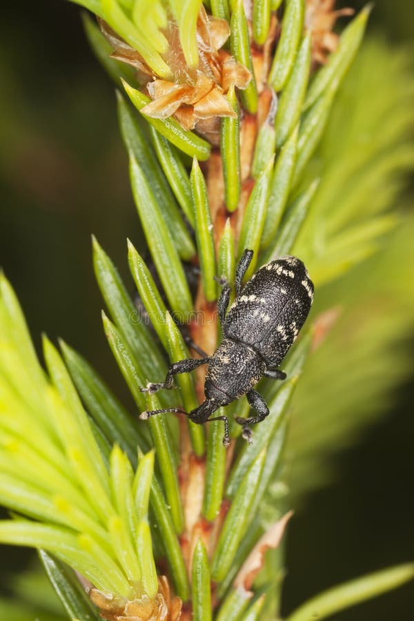 De Graanklander Van De Pijnboom Stock Foto - Image of klein, foto: 14610850