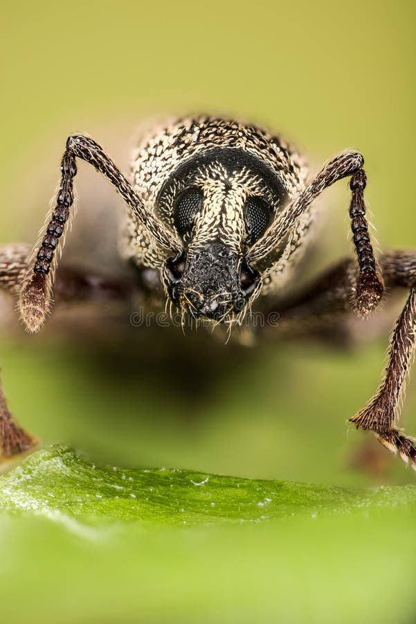 De Graanklander Van Het Bietenblad, Graanklander, Tanymecus Verzacht ...