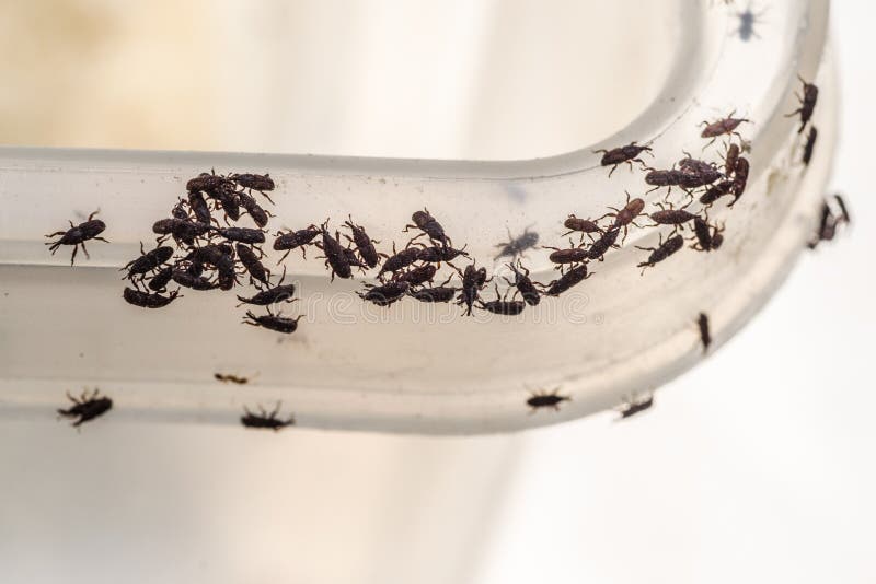 De Graanklander Vernietigt Rijst Stock Foto - Image of snuit, witachtig ...