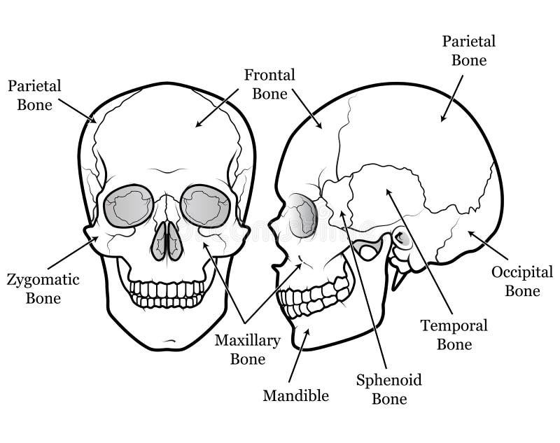 Het Hoofd van het skelet stock illustratie. Illustration of anatomie ...