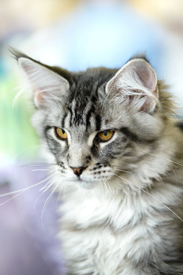 De Grijs-witte Kat Van Gestreepte Katmaine Coon Stock Foto - Image of ...