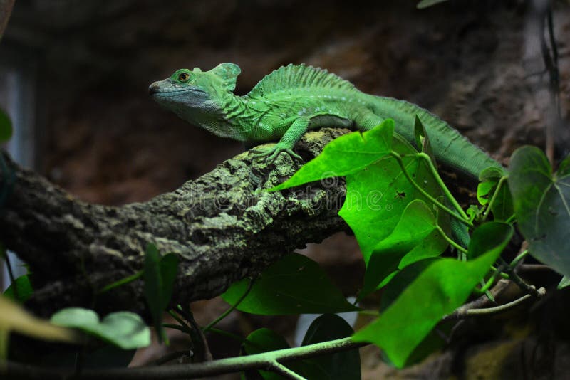 De Groene Basilisk is Onbeweeglijk Op De Takboom Stock Foto - Image of ...