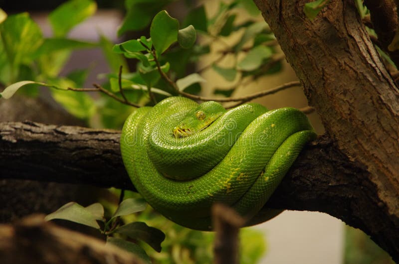 De groene Boa van de Boom stock foto. Image of constrictor - 23378666