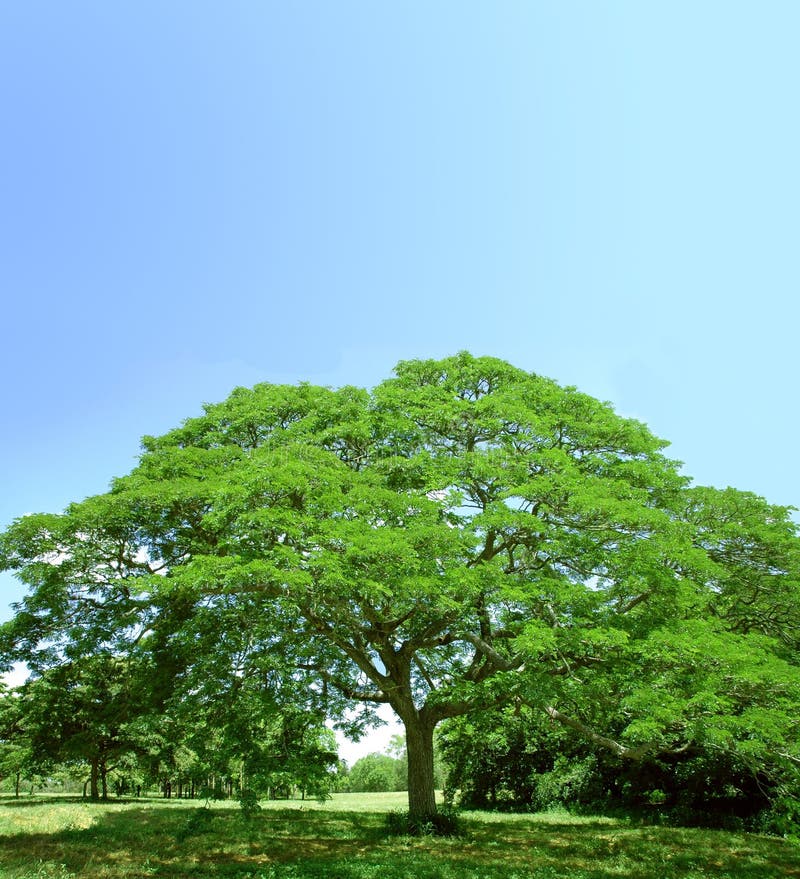 De Groene Bomen Van De Zomer Stock Afbeelding - Image of installatie ...