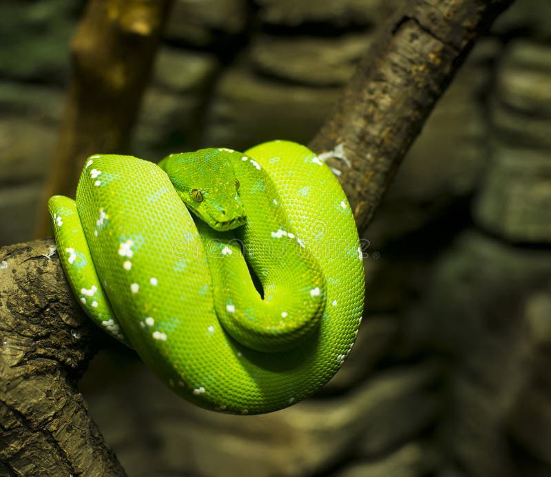 De Groene (boom) Python (Chondropython, Morelia Viridis) Stock Foto ...