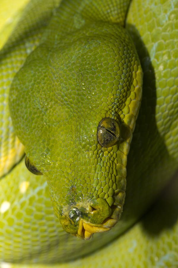 Groene Boom Python Morelia Viridis En Grote Apenboom Kikker Van ...