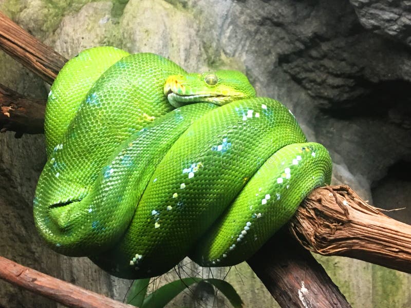 De Groene Boompython & X28; Morelia Viridis& X29; Stock Foto - Image of ...