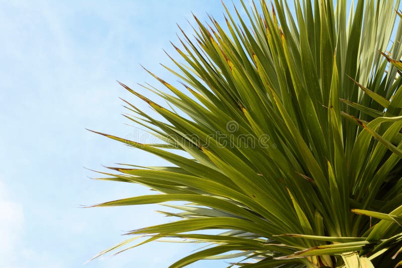 De Boom van de yucca stock foto. Image of woestijn, blad - 11229302