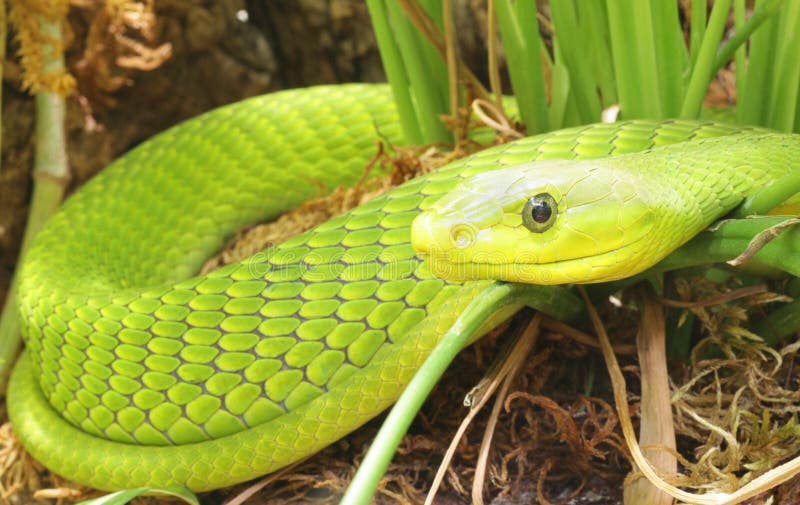 Groene mamba close-up stock foto. Image of toxine, groen - 25193066